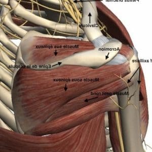 Comprendre l’Anatomie de l’Épaule: Une Approche Détailée de la Capsule ...
